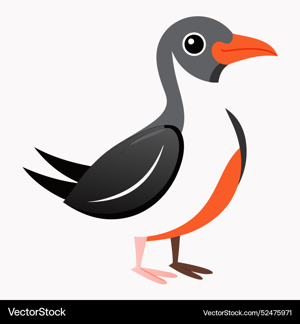 Galapagos lava gull bird learns kawaii Royalty Free Vector
