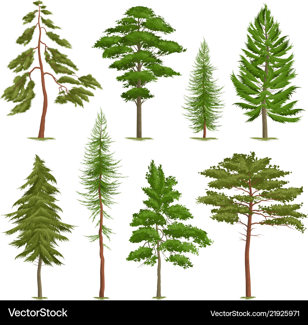 Realistic pine trees set Royalty Free Vector Image