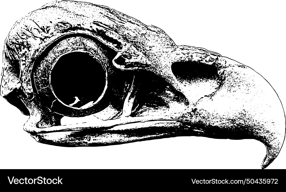 Bird skull with beak sketch Royalty Free Vector Image