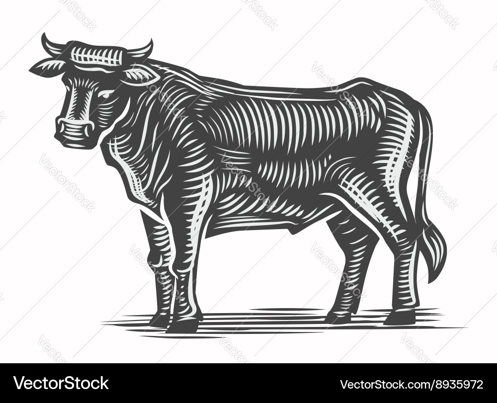 Hand drawn beef Royalty Free Vector Image - VectorStock