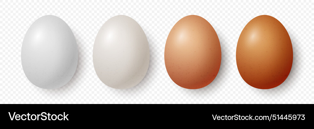 3d realistic white and brown chicken eggs Vector Image