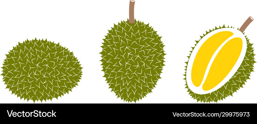 Durian Royalty Free Vector Image - VectorStock