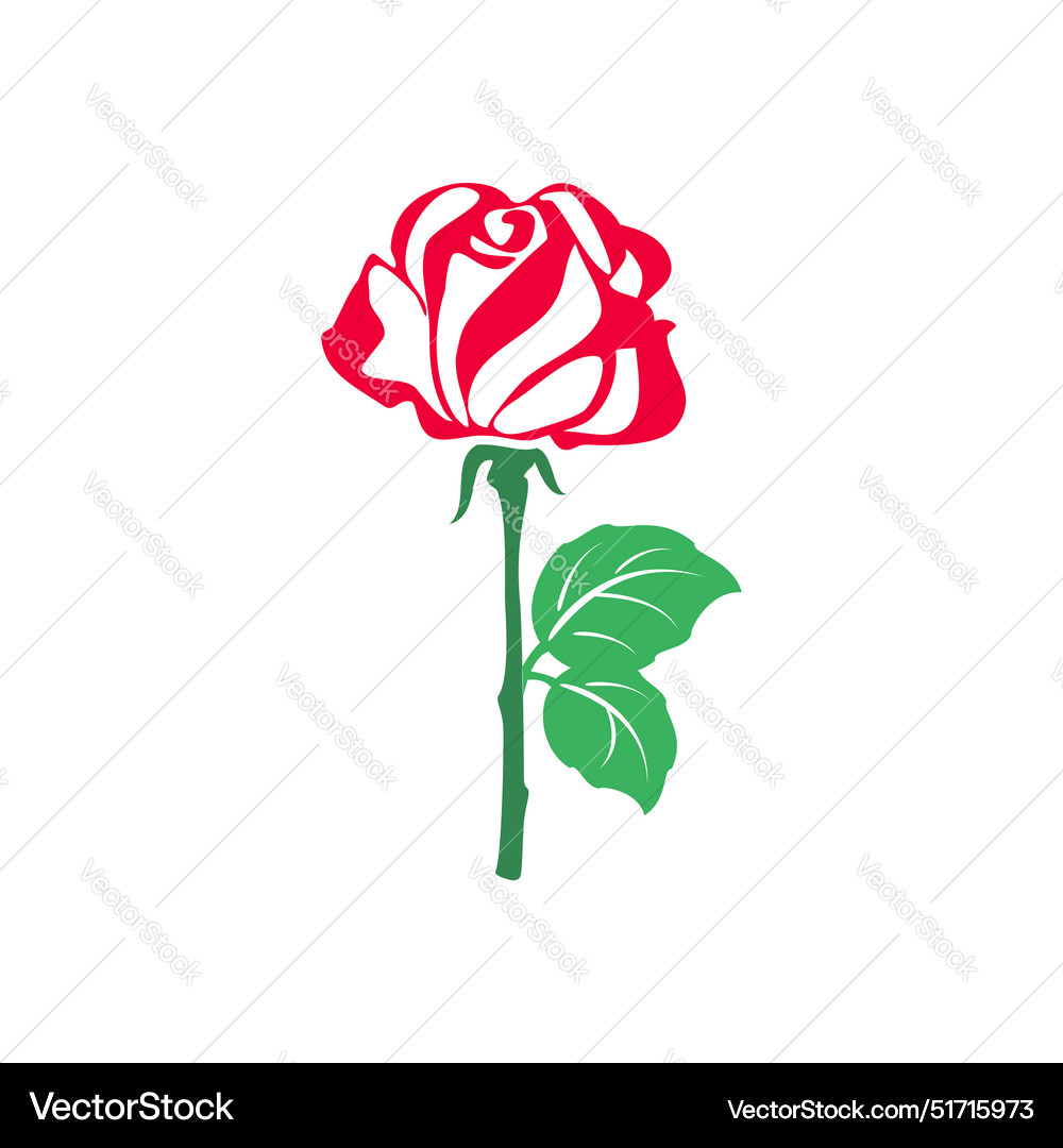 Rose flower with green leaves Royalty Free Vector Image