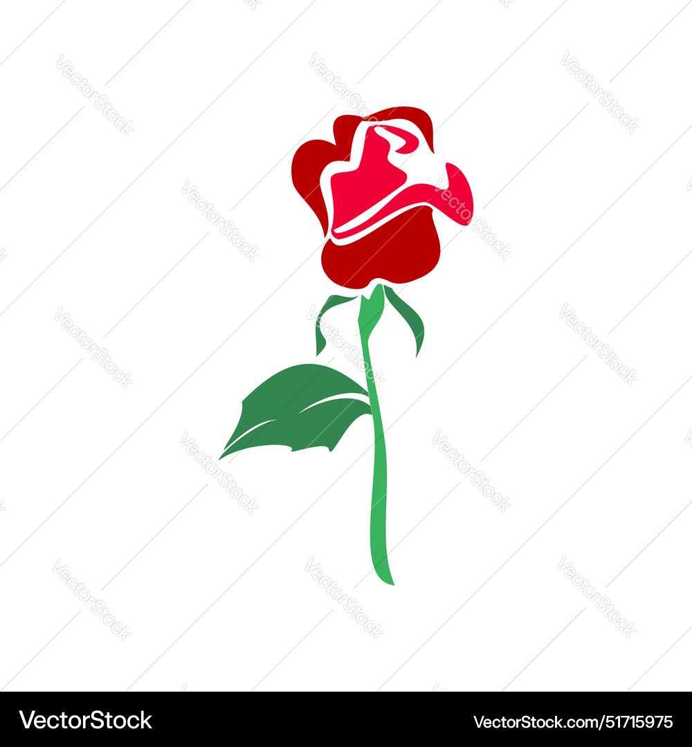 Rose flower with green leaves Royalty Free Vector Image