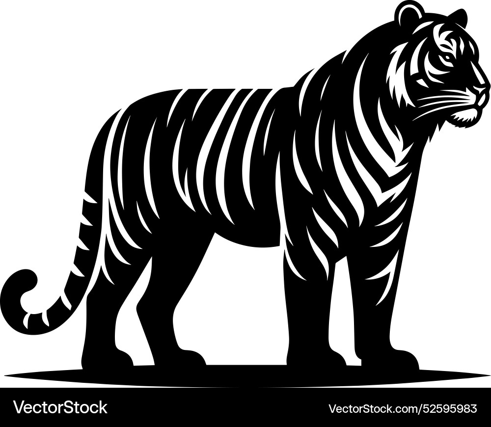 Tiger Outline Picture Tiger Outline Drawing