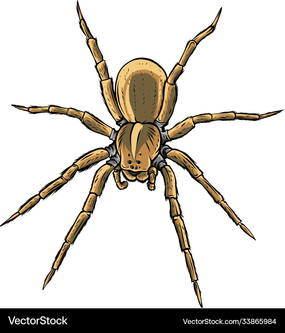 Cute spider cartoon graphics Royalty Free Vector Image