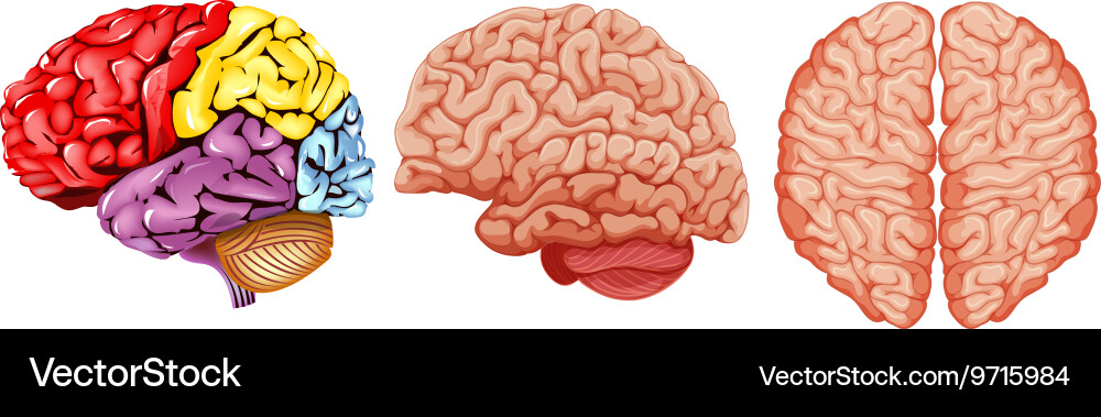 Different diagram of human brain Royalty Free Vector Image