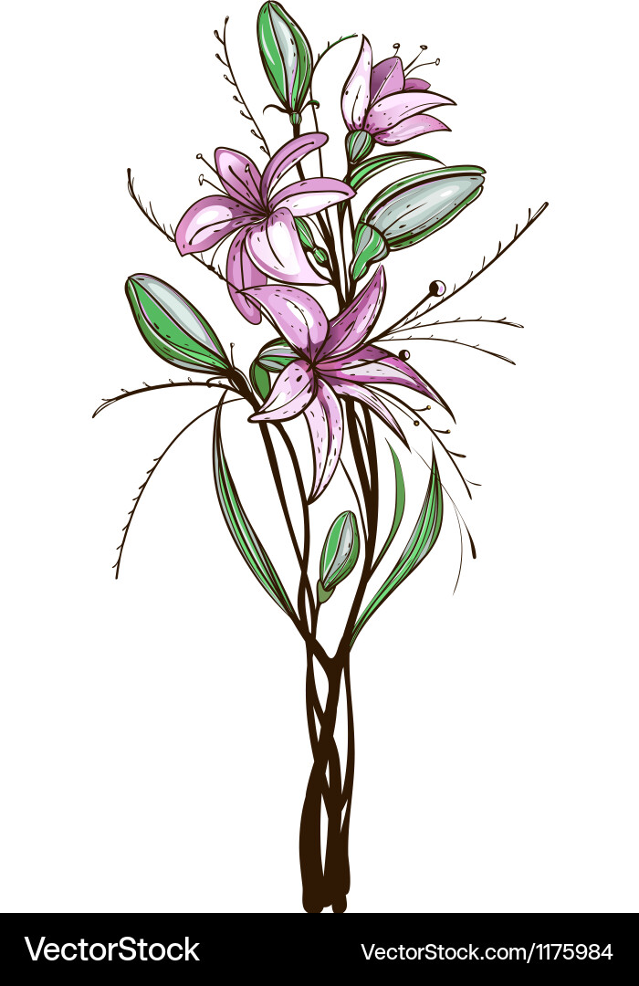 Lily flowers Royalty Free Vector Image - VectorStock