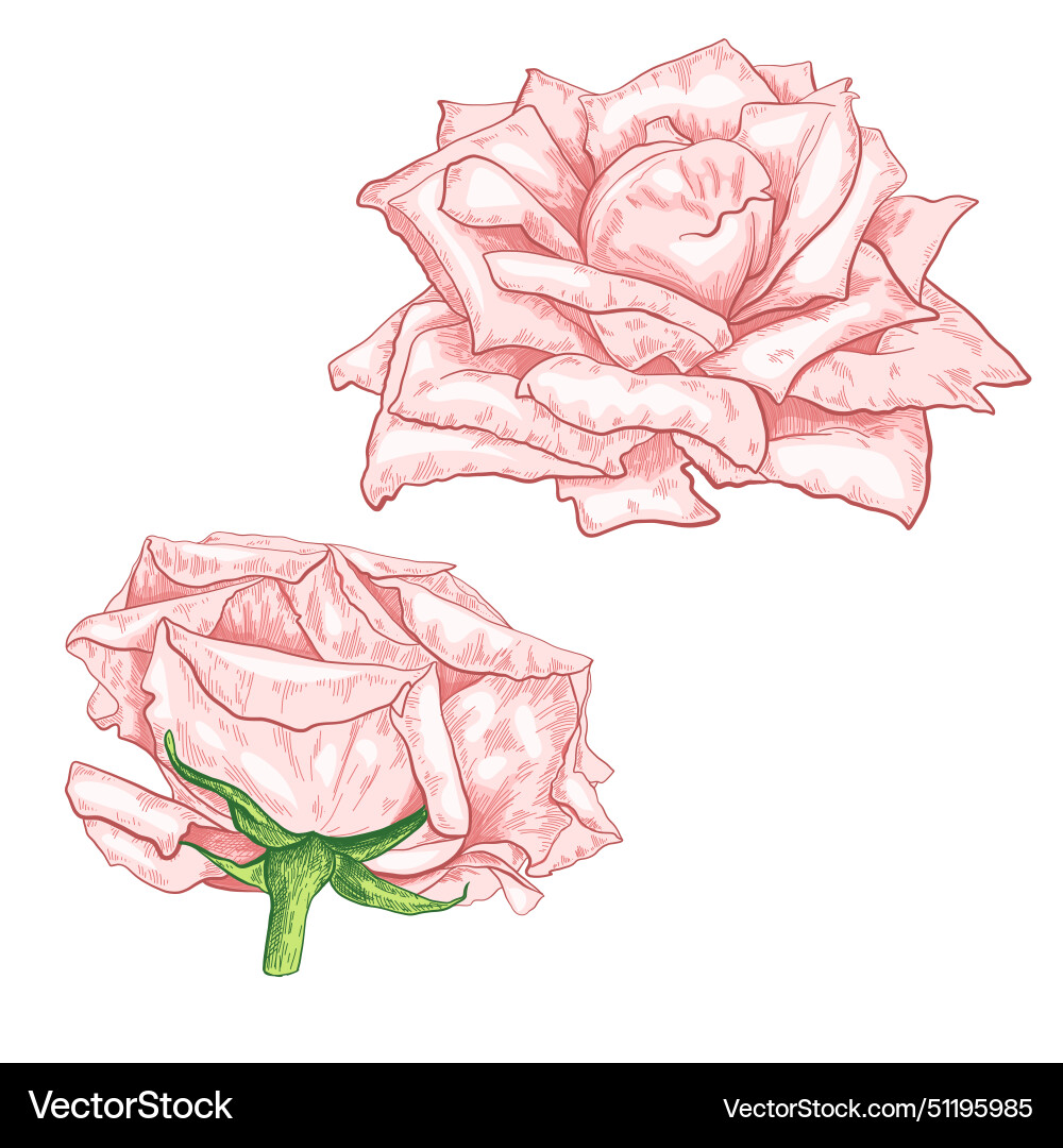 Hand drawn rose flower sketch set isolated Vector Image