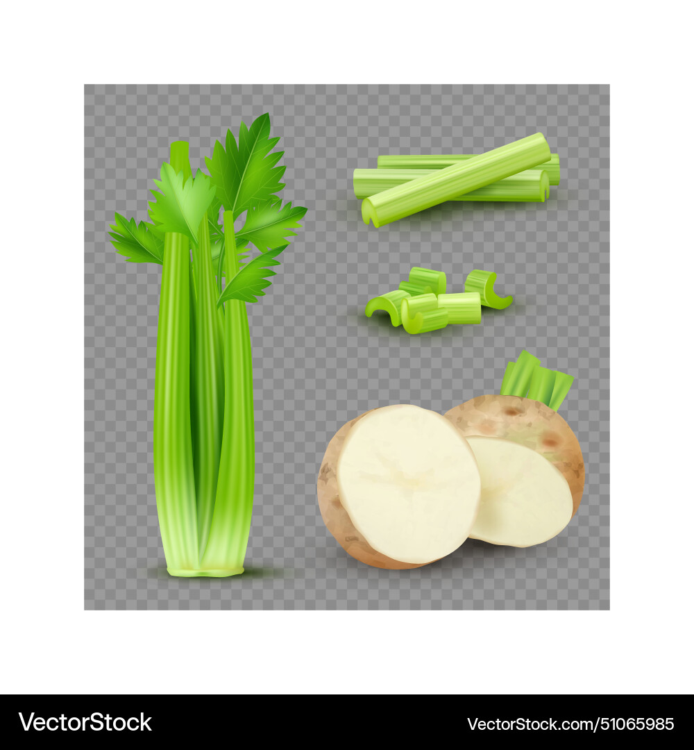 Realistic celery green vegan food celery sliced Vector Image