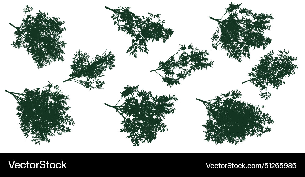 Set of branches deciduous ash tree silhouette Vector Image