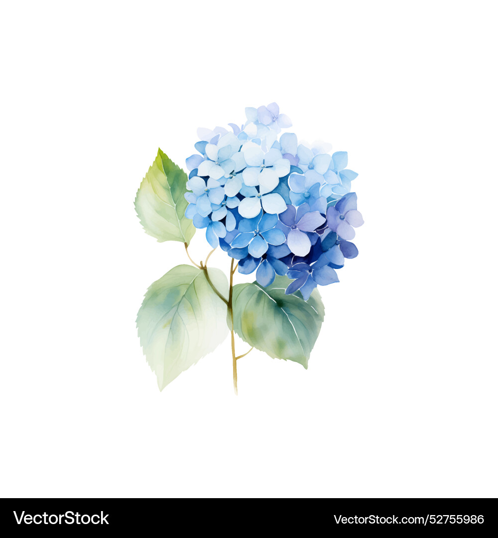 Watercolor Blue Hydrangea Branch Royalty Free Vector Image
