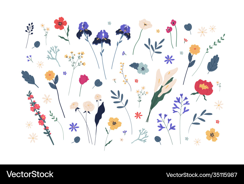 Botanical collection various blooming flowers Vector Image