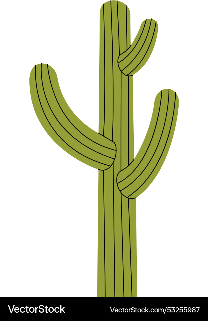 Cactus cacti desert plants Royalty Free Vector Image
