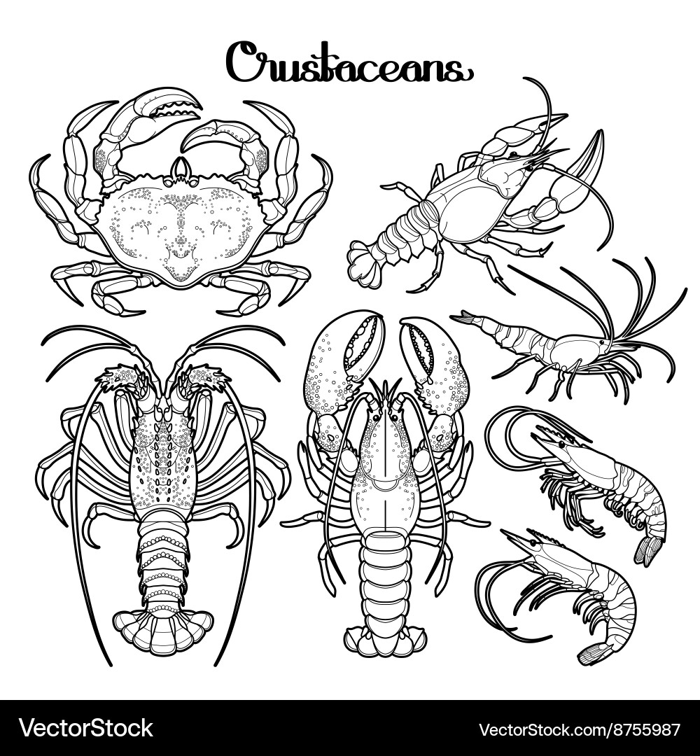 Graphic crustaceans collection Royalty Free Vector Image