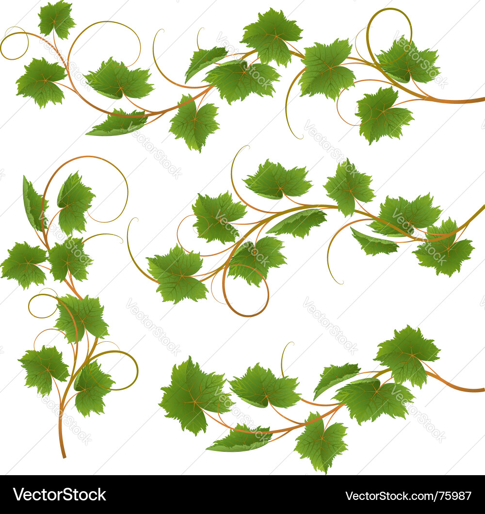 Grapevine Vector Images (over 9,800)