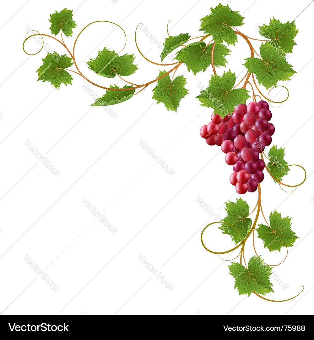 Vine Royalty Free Vector Image - VectorStock