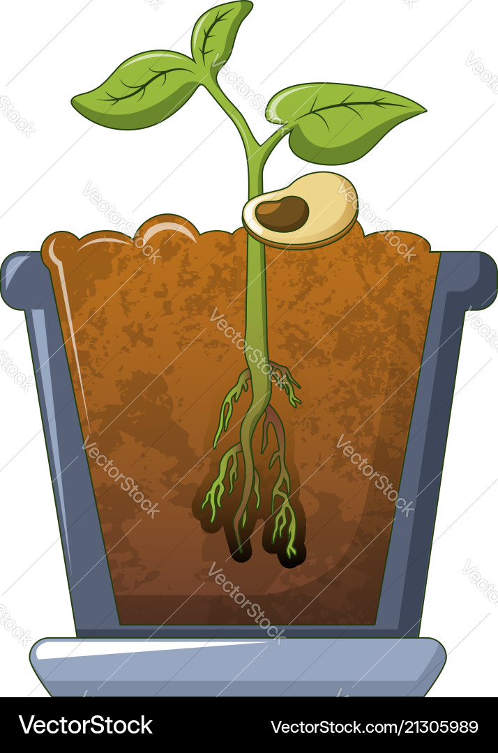Bean plant growing icon cartoon style Royalty Free Vector