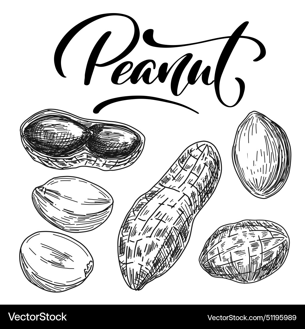 Sketch pen and ink vintage peanut set draft Vector Image