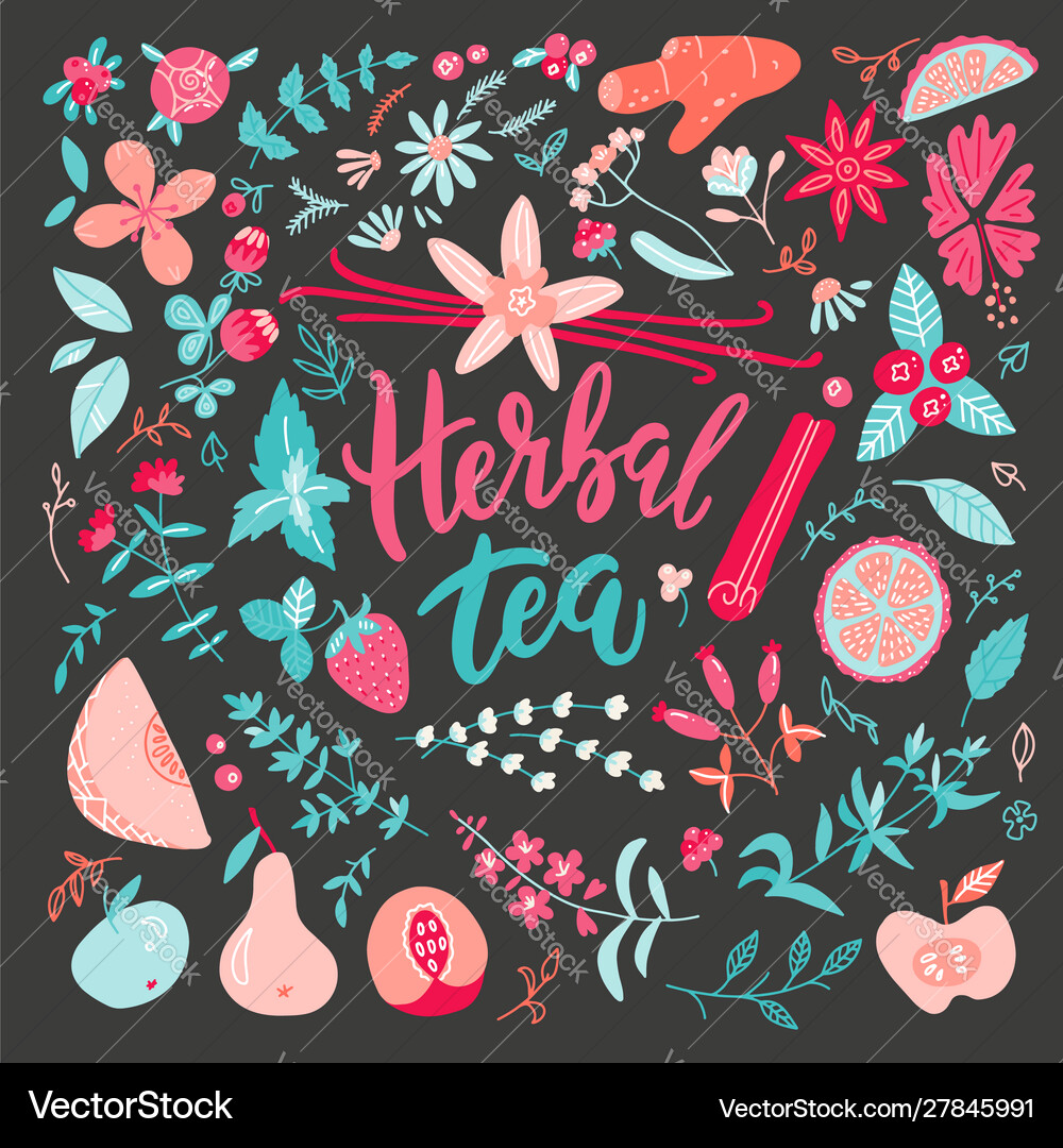 Herbal tea big set Royalty Free Vector Image - VectorStock