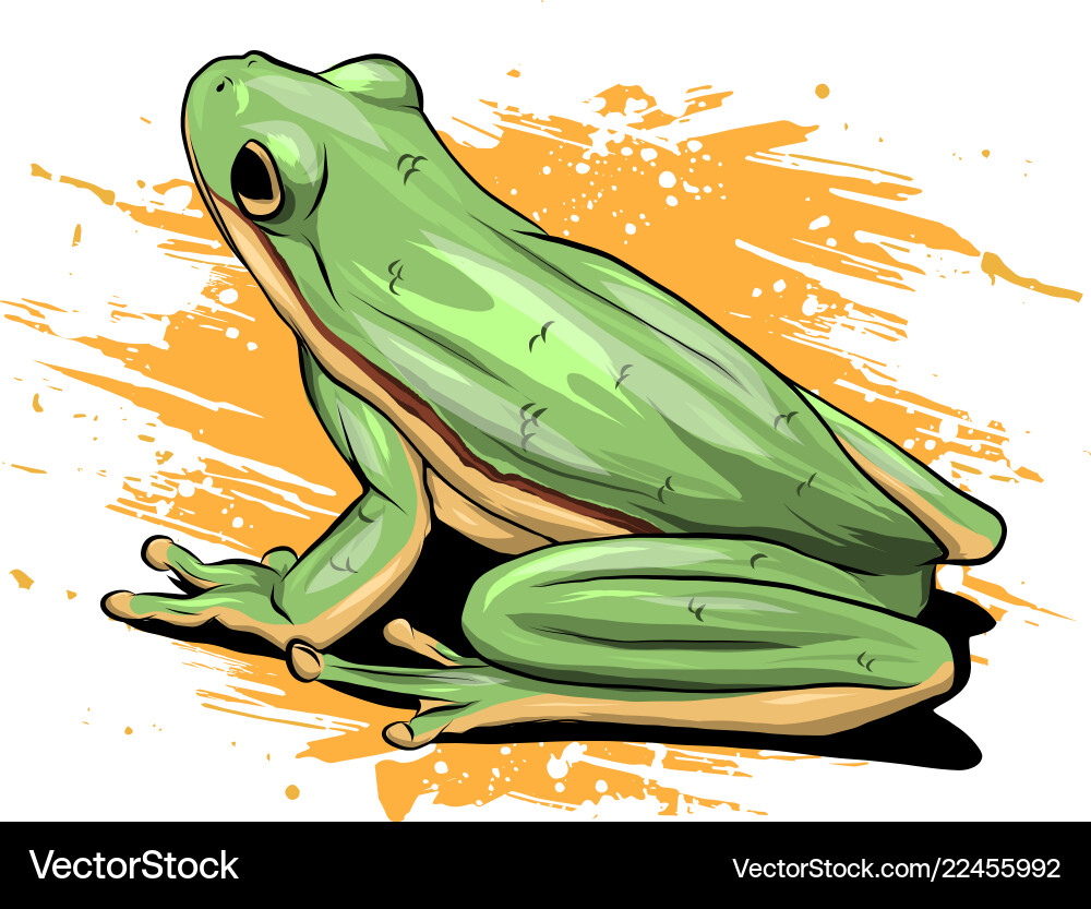 Ein Cartoon grüner Frosch Zeichnung Lizenzfreier Vektor