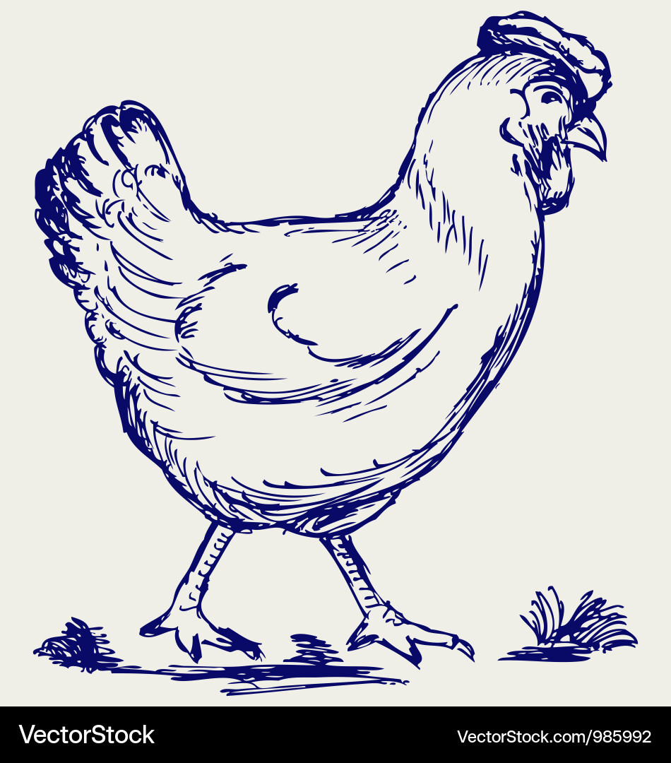 Chicken Royalty Free Vector Image - VectorStock