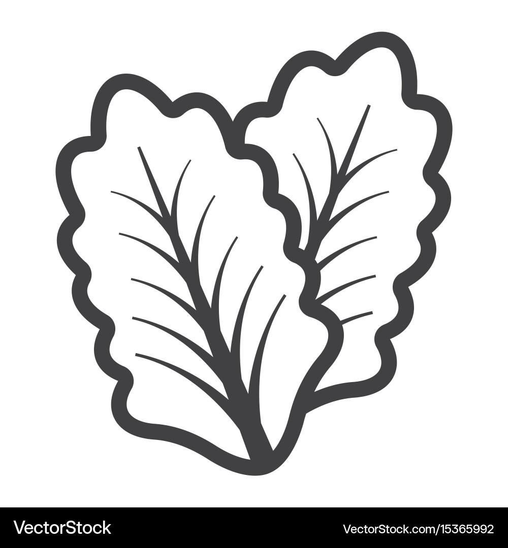 Lettuce line icon vegetable and salad leaf Vector Image