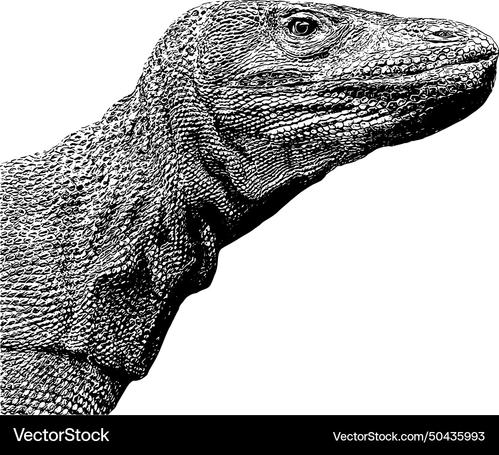 Komodo dragon sketch Royalty Free Vector Image