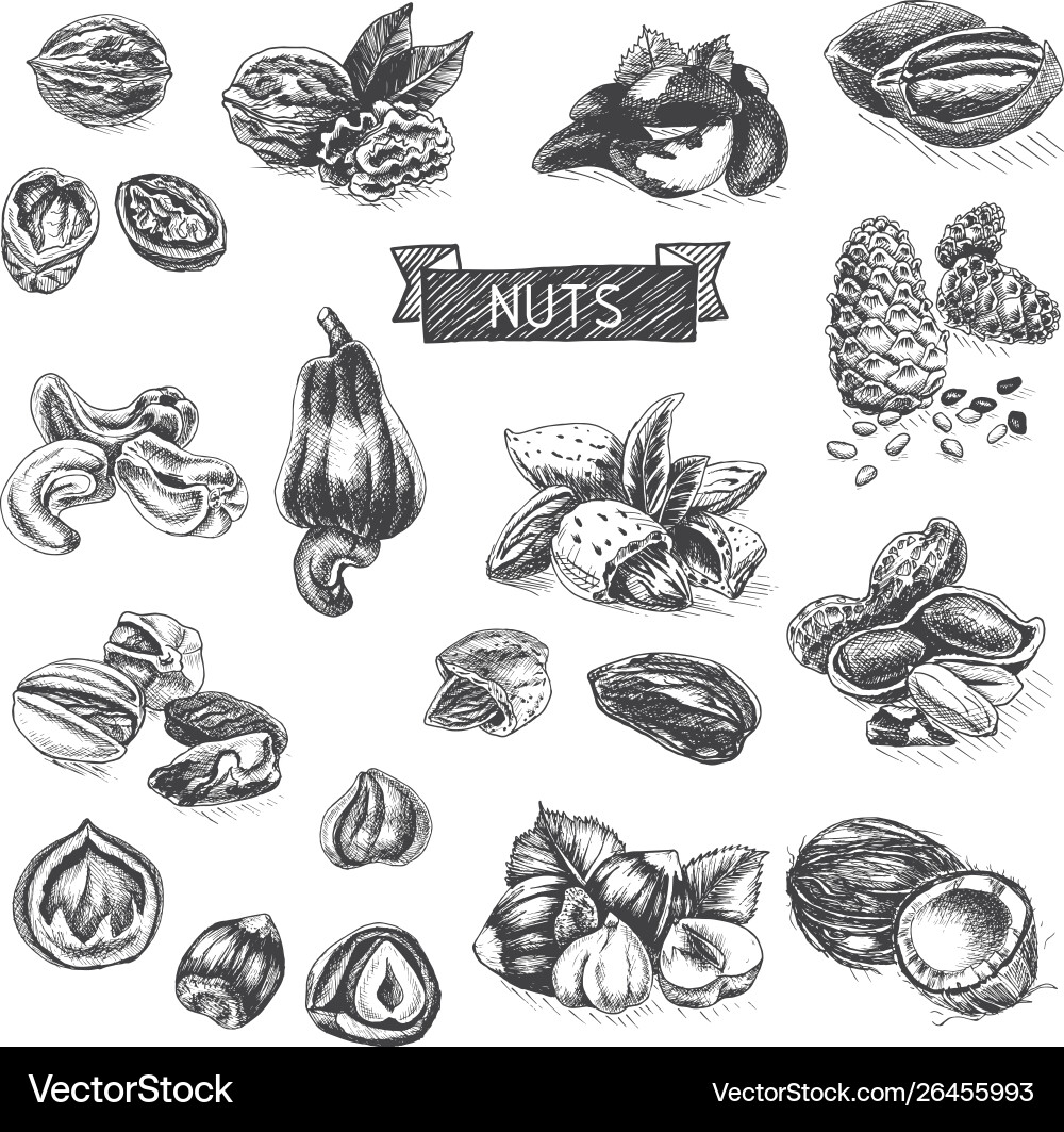 Nut Collection Sketch Royalty Free Vector Image
