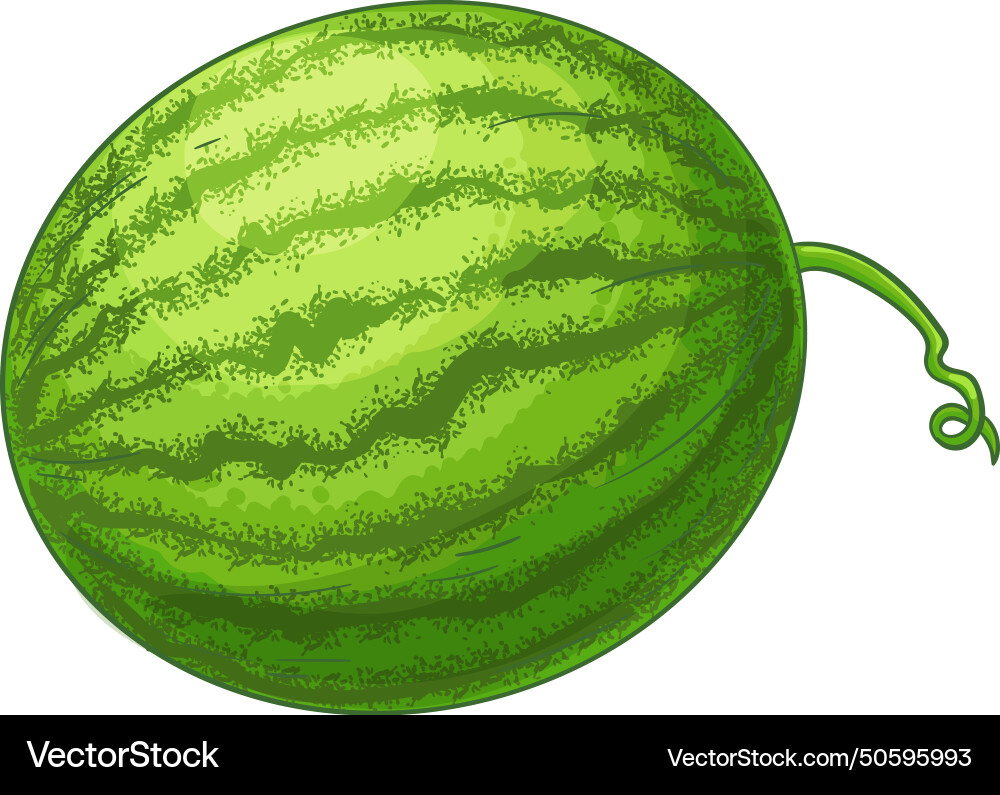 Watermelon fruit colored detailed Royalty Free Vector Image