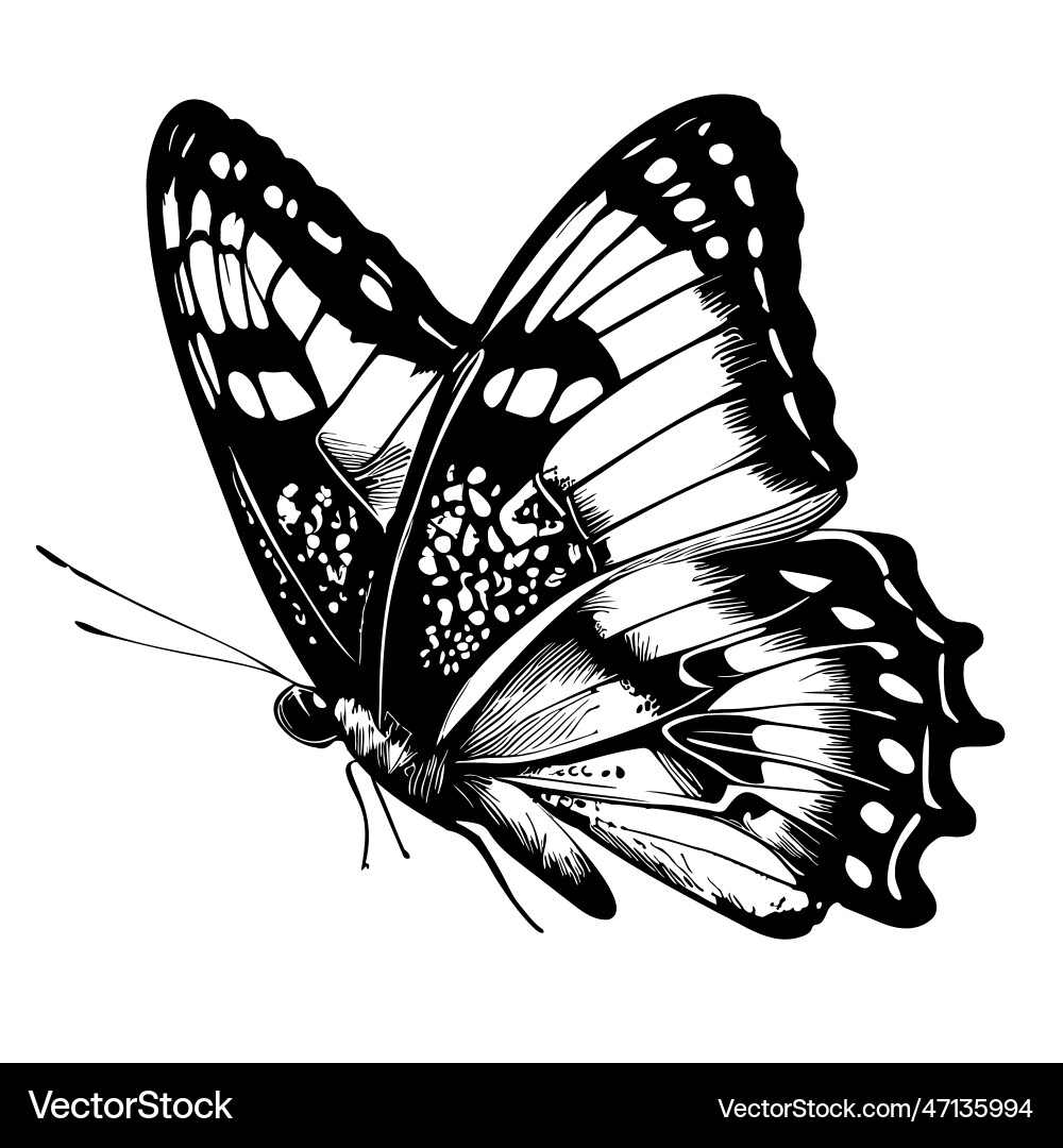 Butterfly Side View Drawing