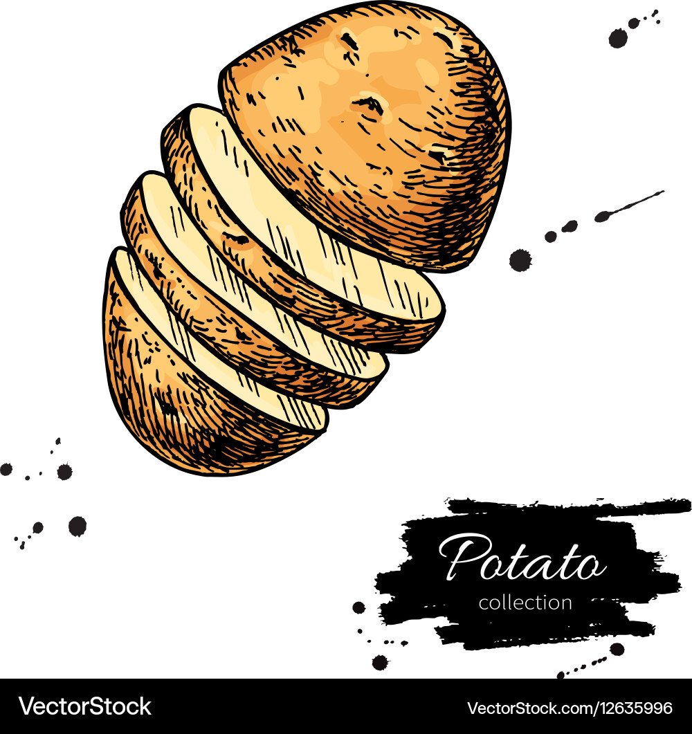 Potato drawing isolated hand drawn Royalty Free Vector Image
