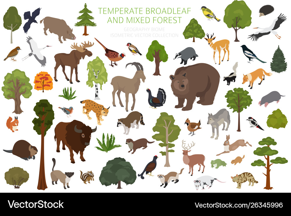 Temperate broadleaf forest and mixed biome Vector Image