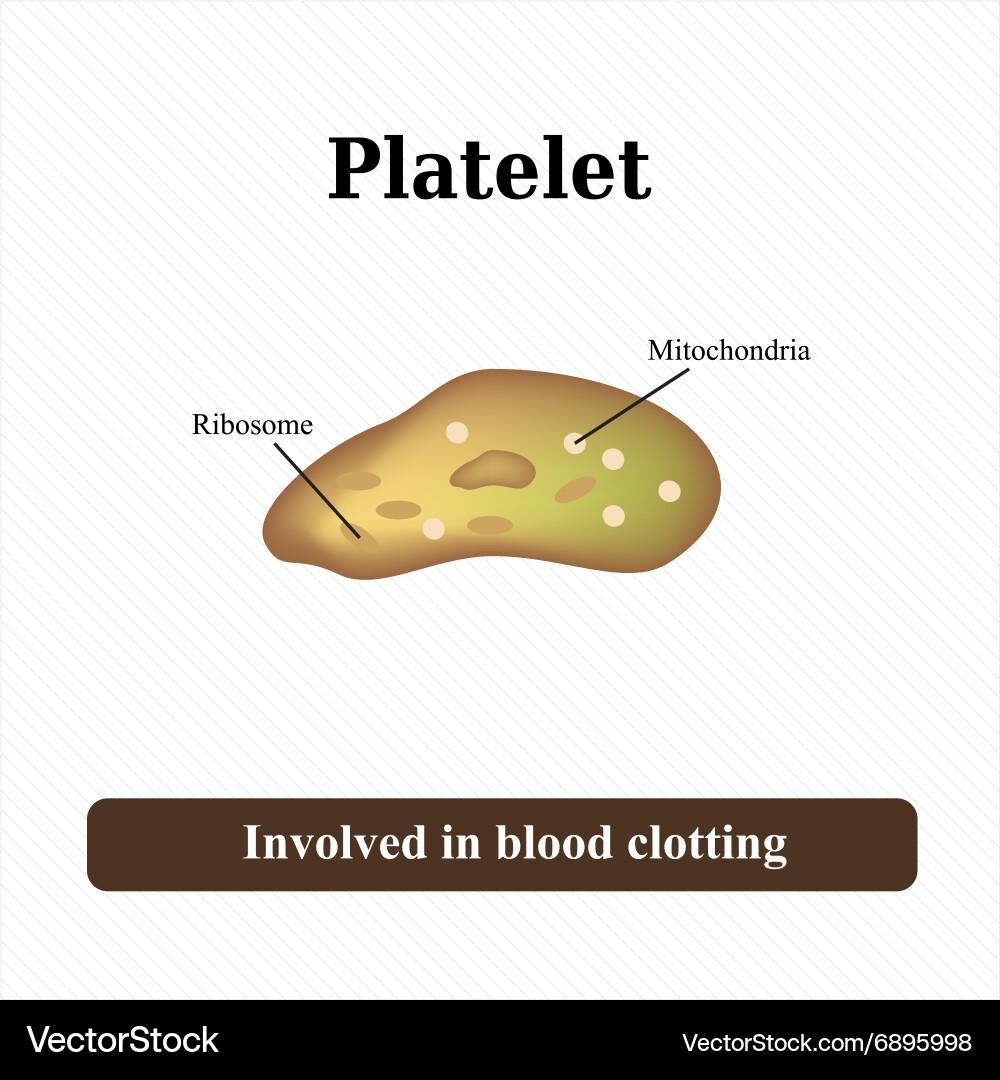 Platelet Structure Diagram