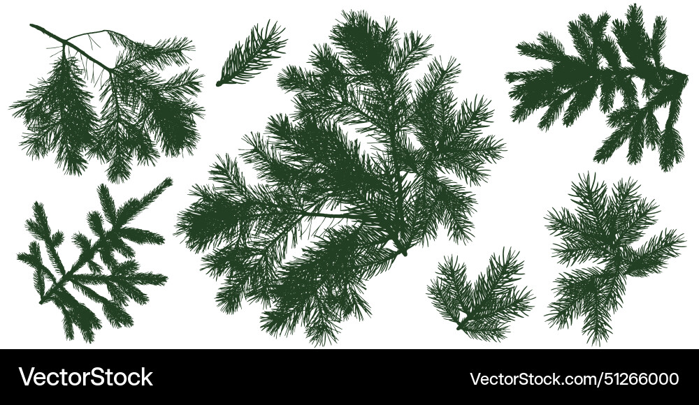 Branches of coniferous trees set silhouette Vector Image