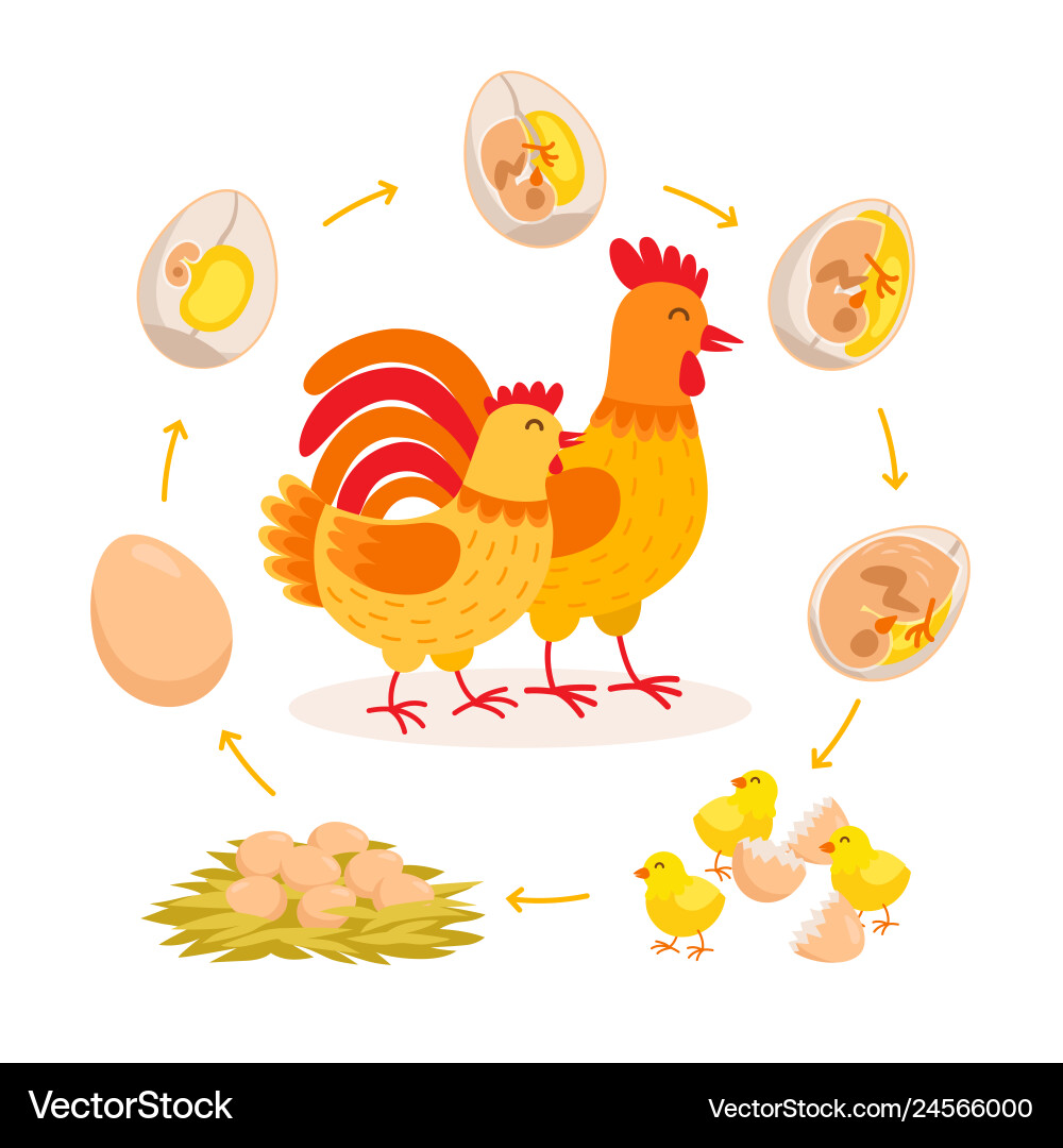 Life Cycle Of A Chicken Egg