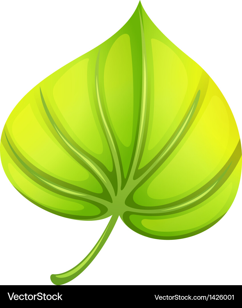 A heart-shaped leaf Royalty Free Vector Image - VectorStock
