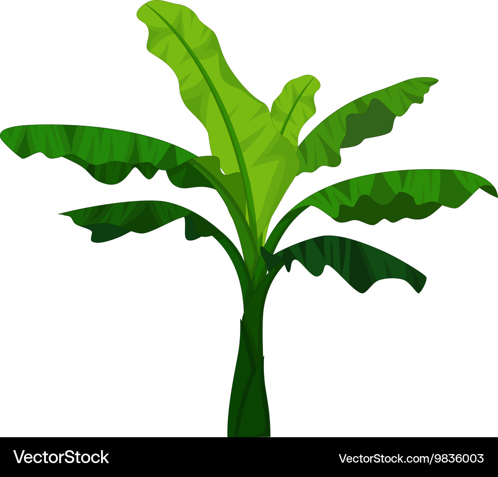 Banana tree cartoon for you design Royalty Free Vector Image
