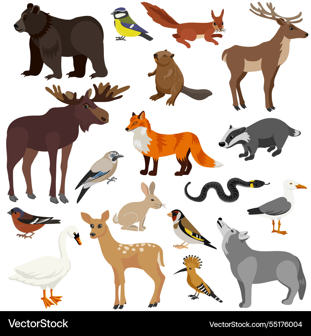 Cute Forest Animal Collection Royalty Free Vector Image