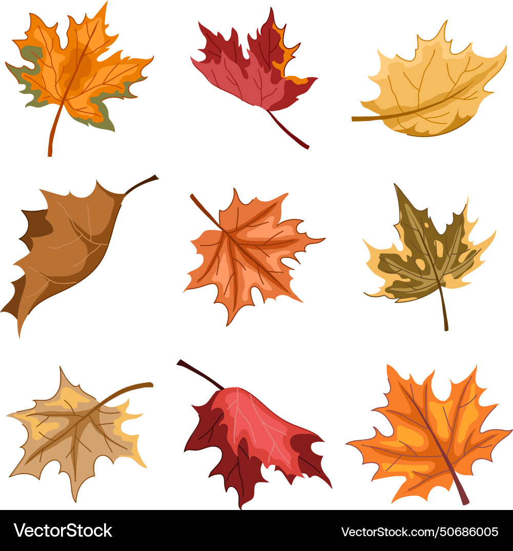 Maple leaf set cartoon Royalty Free Vector Image