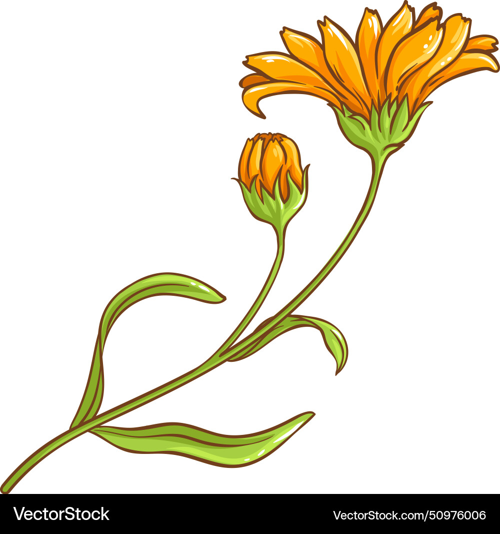 Calendula plant colored detailed Royalty Free Vector Image