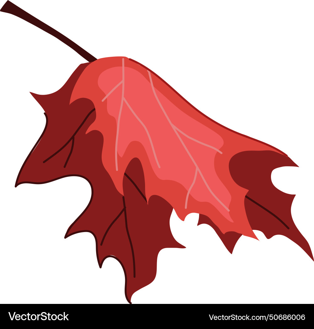 Canada maple leaf cartoon Royalty Free Vector Image