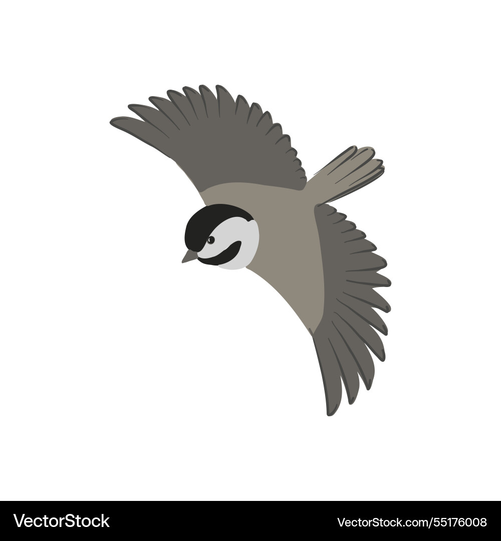 Black-Capped Chickadee Illustration Royalty Free Vector