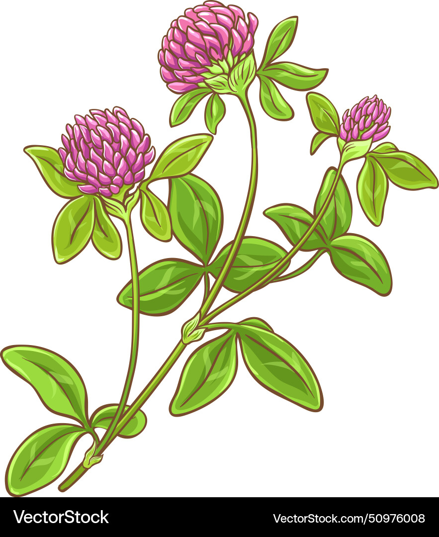 Clover plant colored detailed Royalty Free Vector Image