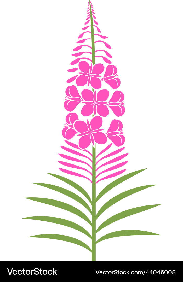 Fireweed Royalty Free Vector Image - VectorStock