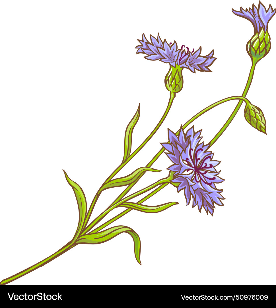 Cornflower plant colored detailed Royalty Free Vector Image