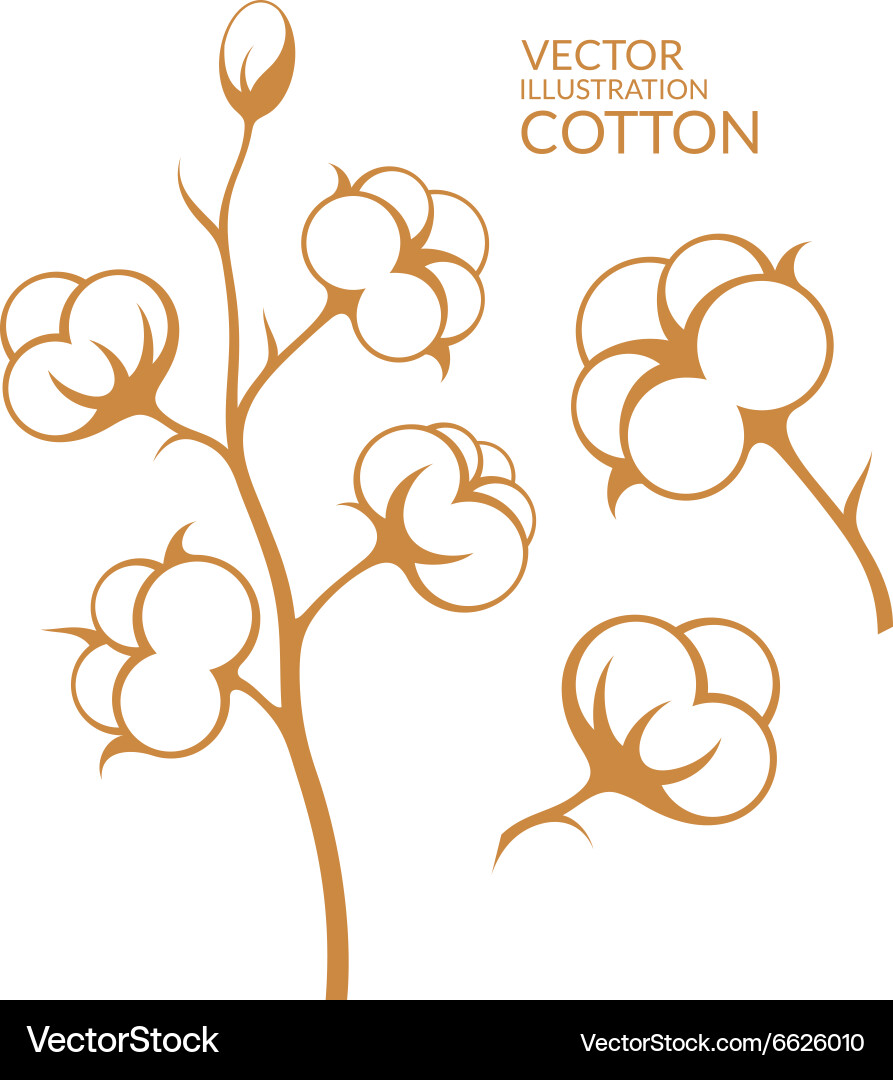 Cotton Royalty Free Vector Image - VectorStock