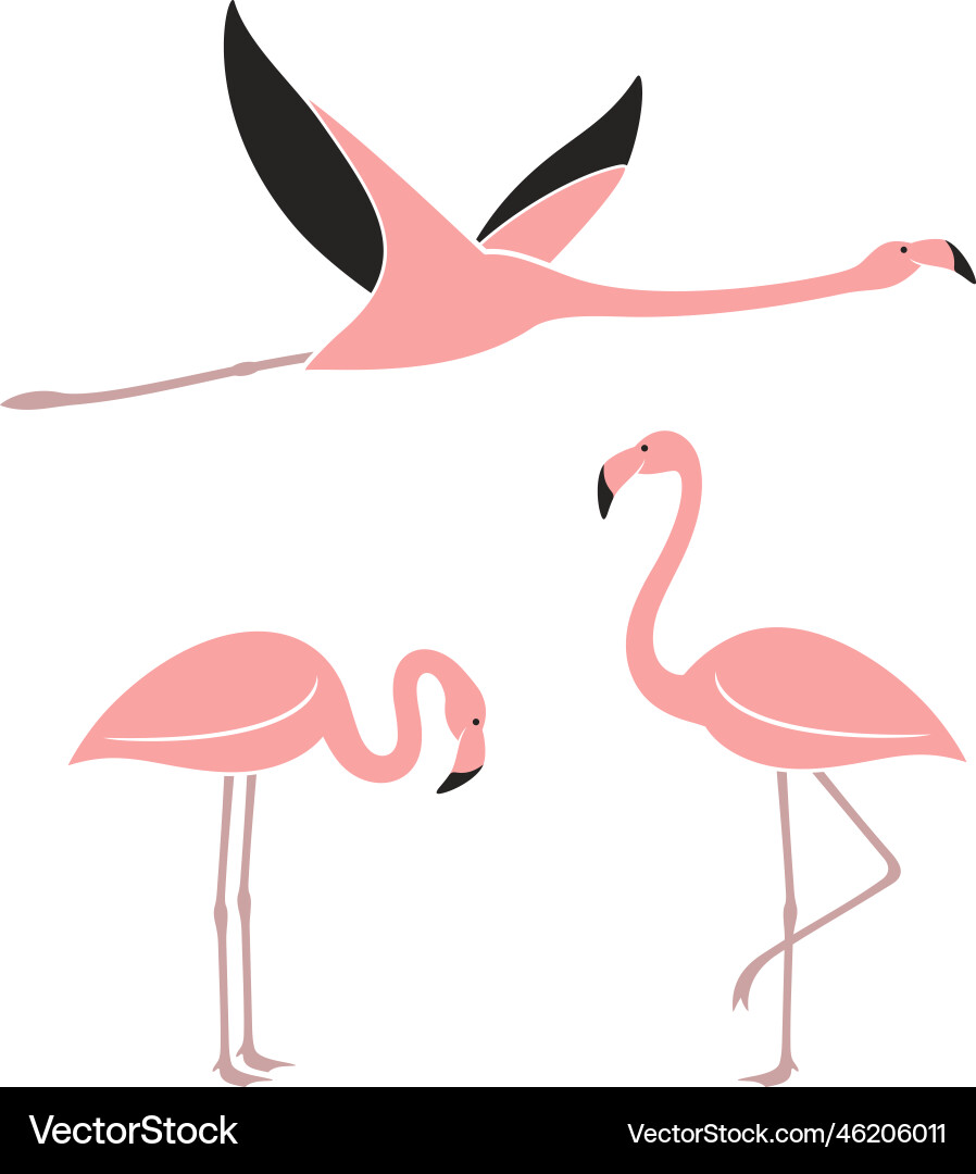 Flamingo Royalty Free Vector Image - VectorStock