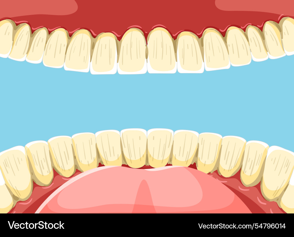 Healthy Teeth and Gums Concept Royalty Free Vector Image