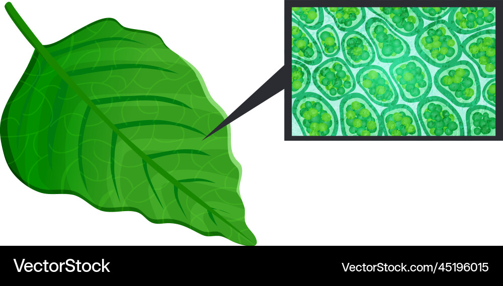 Leaf structure diagram composition Royalty Free Vector Image